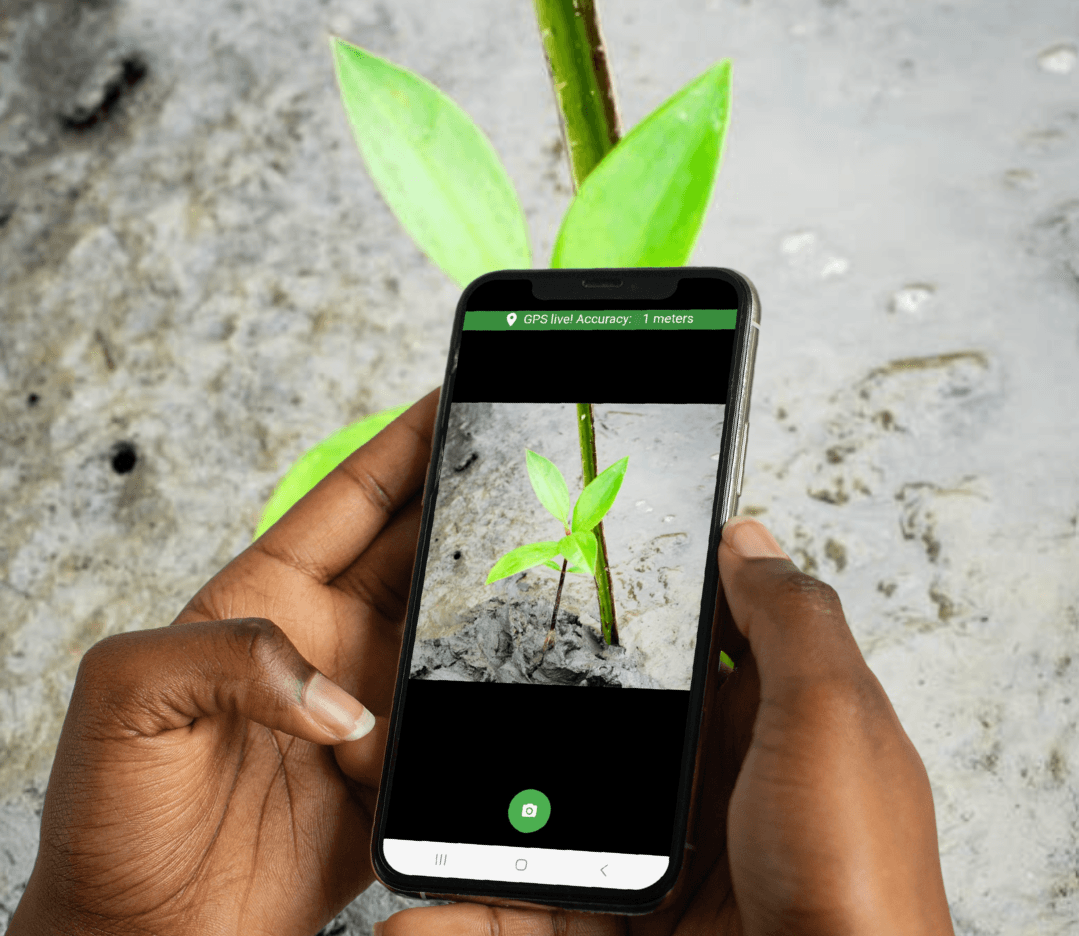 Unlock the Benefits of Tree Planting for Business | OneSeed